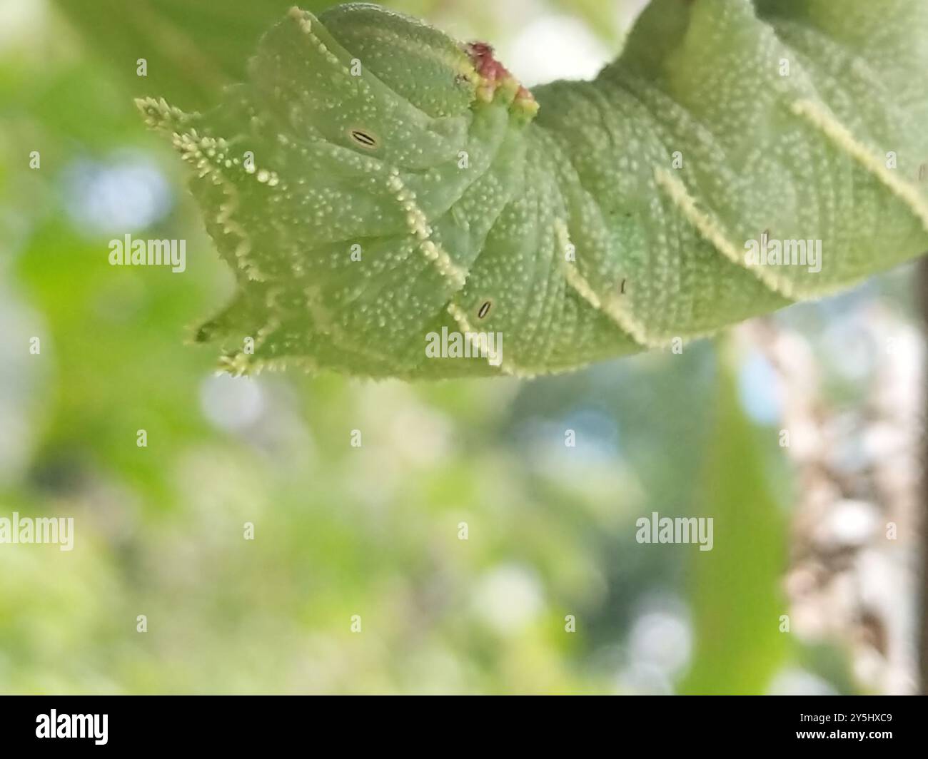 Elm Sphinx (Ceratomia amyntor) Insecta Stock Photo - Alamy
