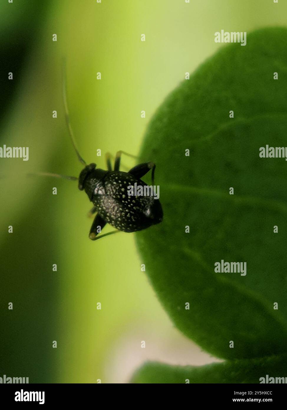 Garden Fleahopper (Microtechnites bractatus) Insecta Stock Photo - Alamy