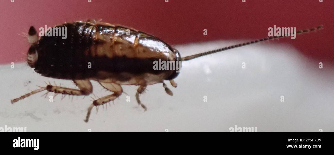 Cockroaches and Termites (Blattodea) Insecta Stock Photo - Alamy