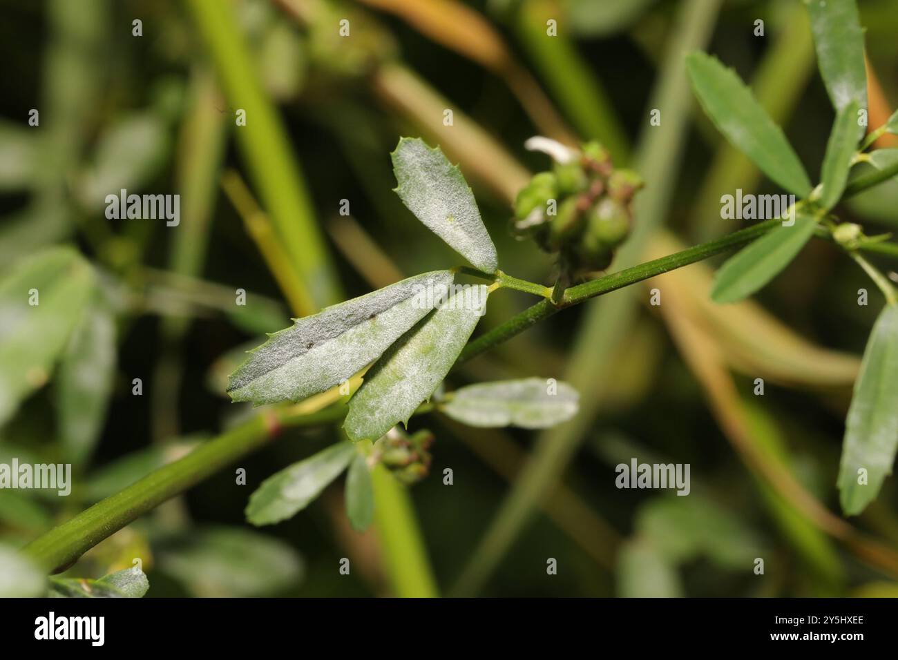 legume powdery mildew group (Erysiphe pisi) Fungi Stock Photo - Alamy