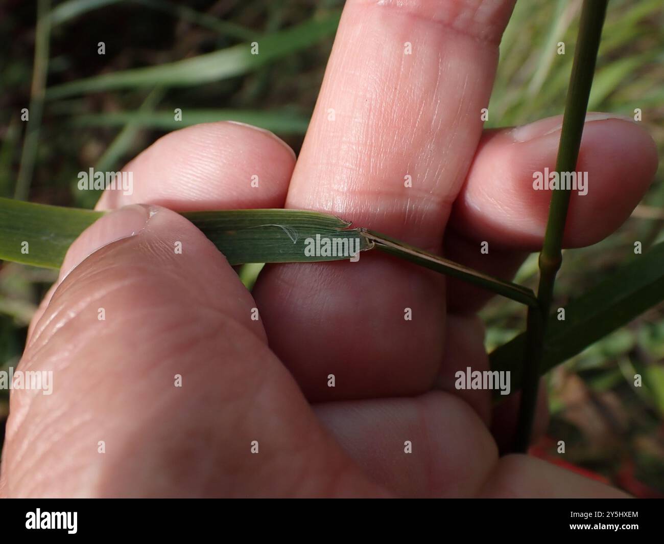Quack Grass (Elymus repens) Plantae Stock Photo - Alamy