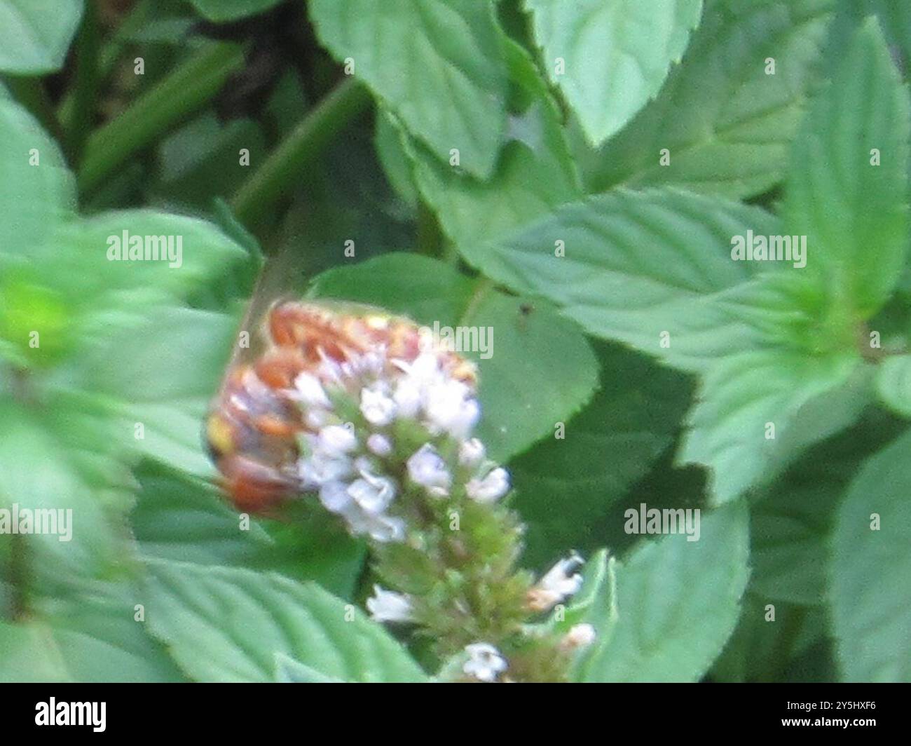 Ants, Bees, and Stinging Wasps (Aculeata) Insecta Stock Photo - Alamy