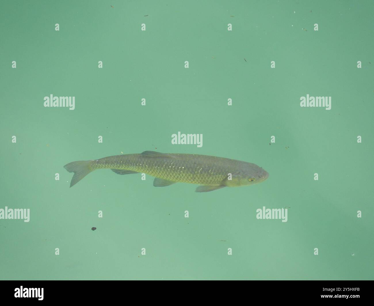 Cavedano Chub (Squalius squalus) Actinopterygii Stock Photo - Alamy