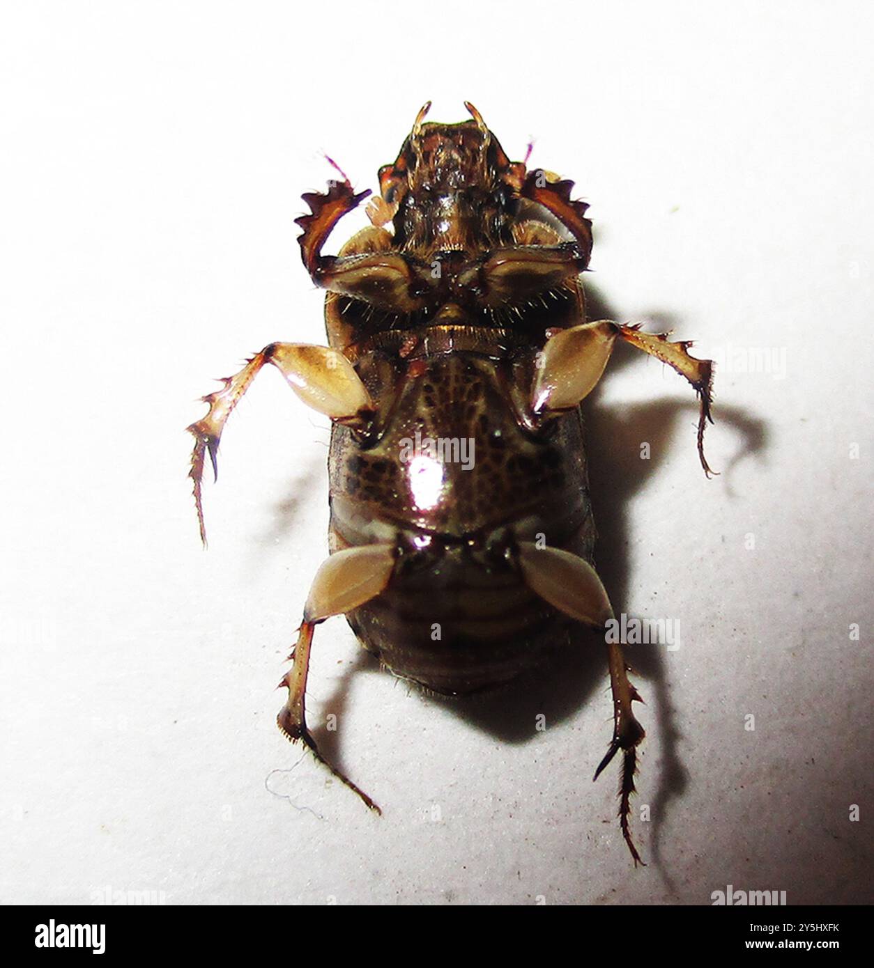 Northern Sandy Dung Beetle (Euoniticellus intermedius) Insecta Stock ...