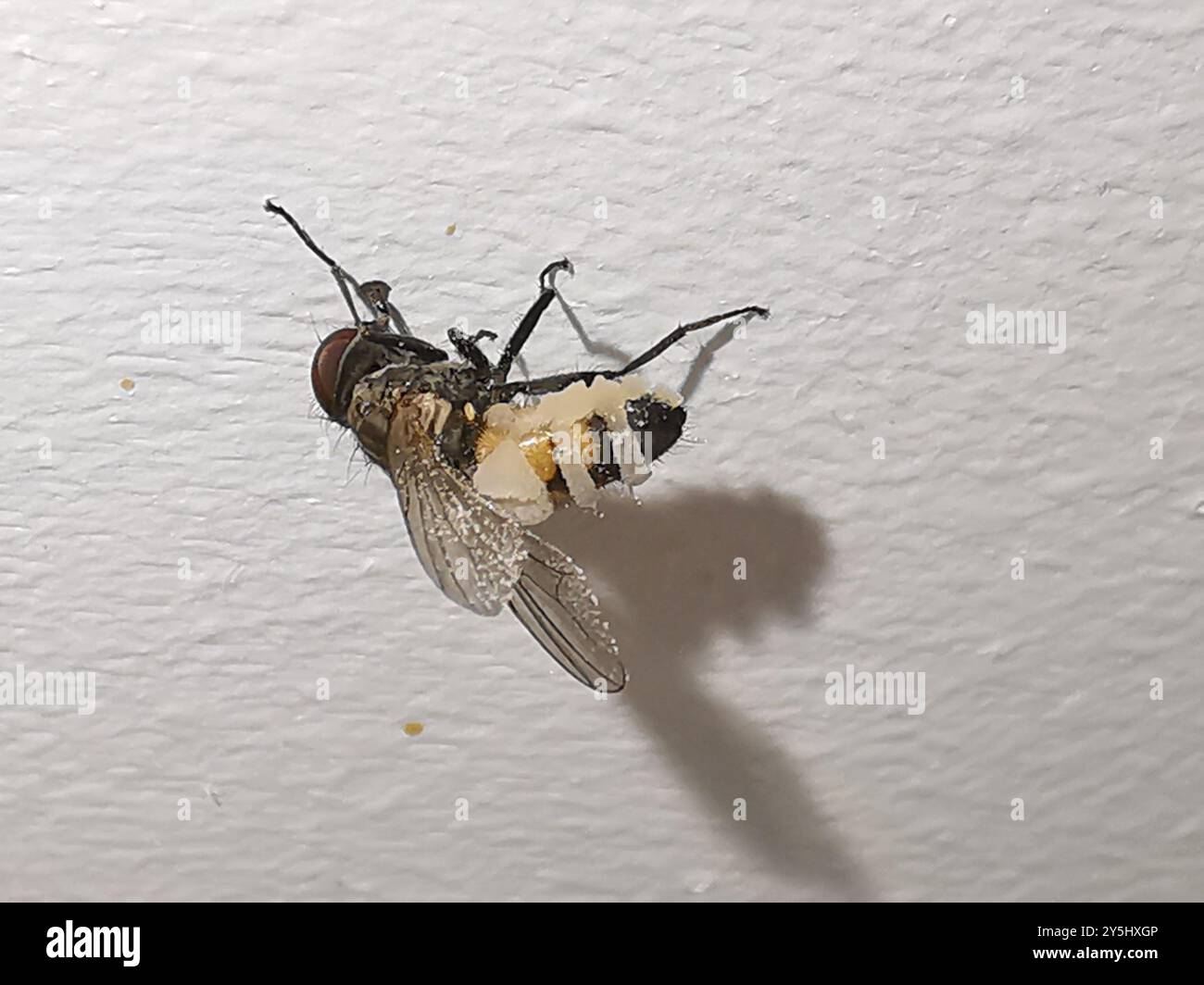 Fly Death Fungi (Entomophthora muscae) Fungi Stock Photo - Alamy