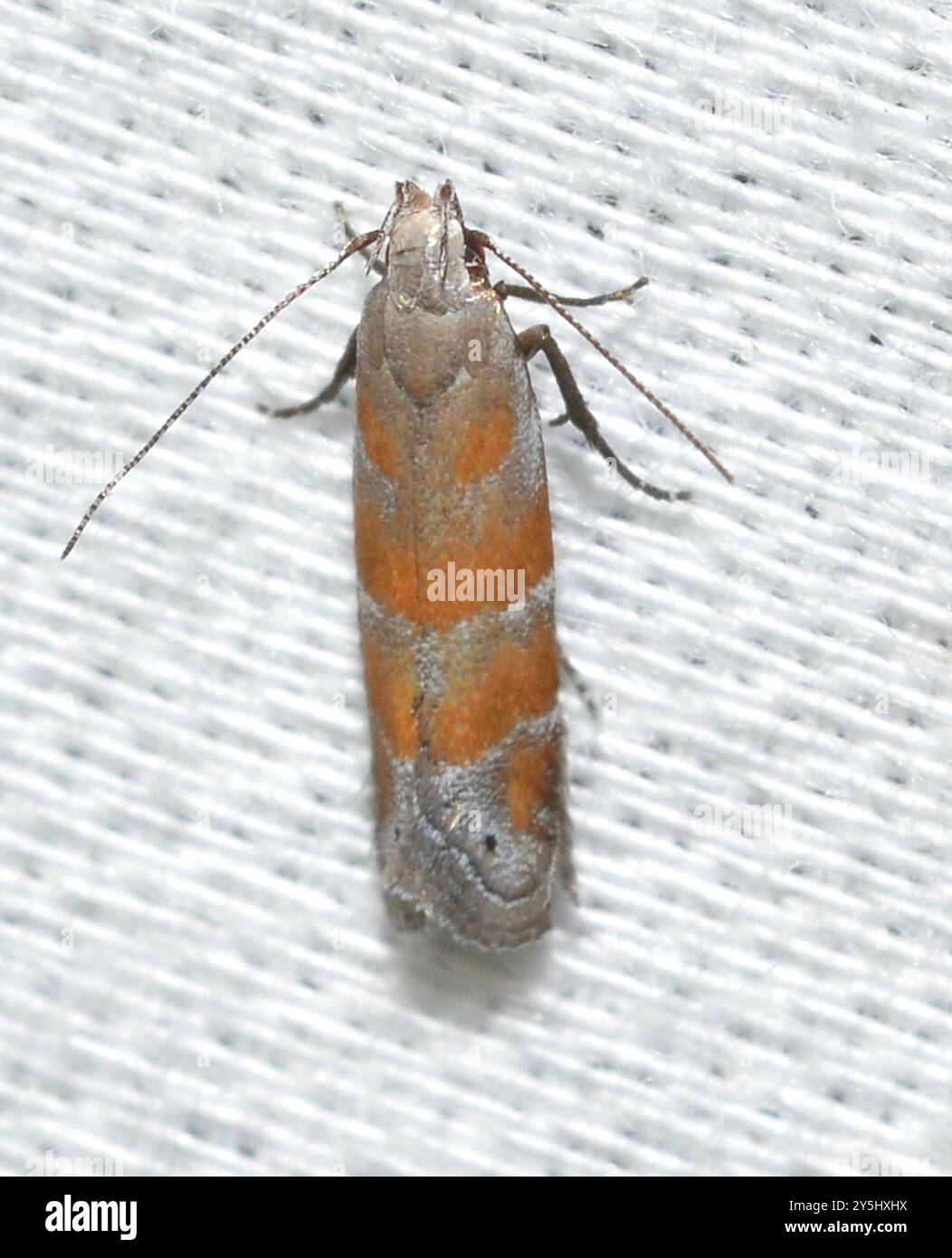 Orange Stripe-backed Moth (Battaristis vittella) Insecta Stock Photo ...