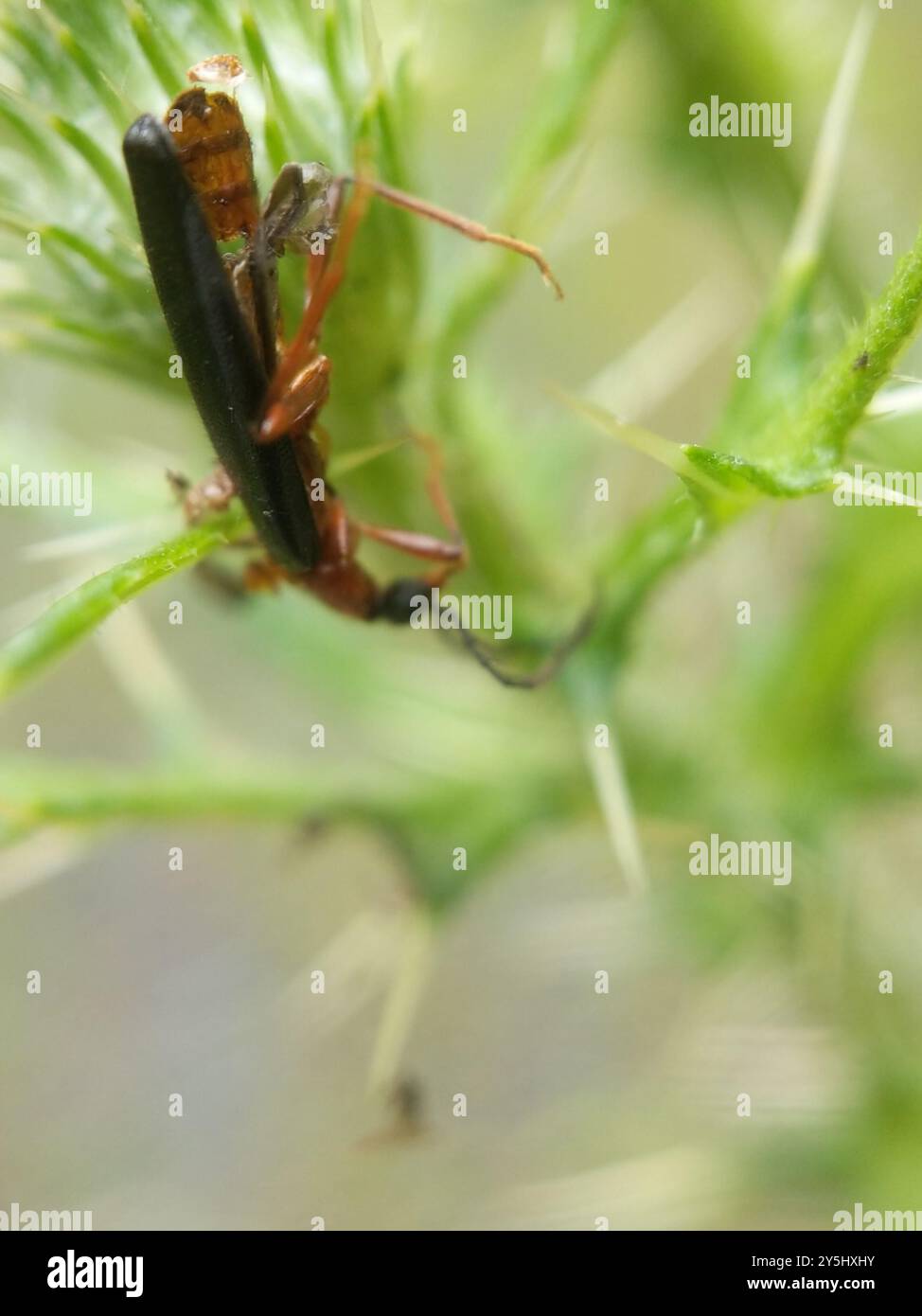Canada Fire-colored Beetle (Dendroides canadensis) Insecta Stock Photo ...