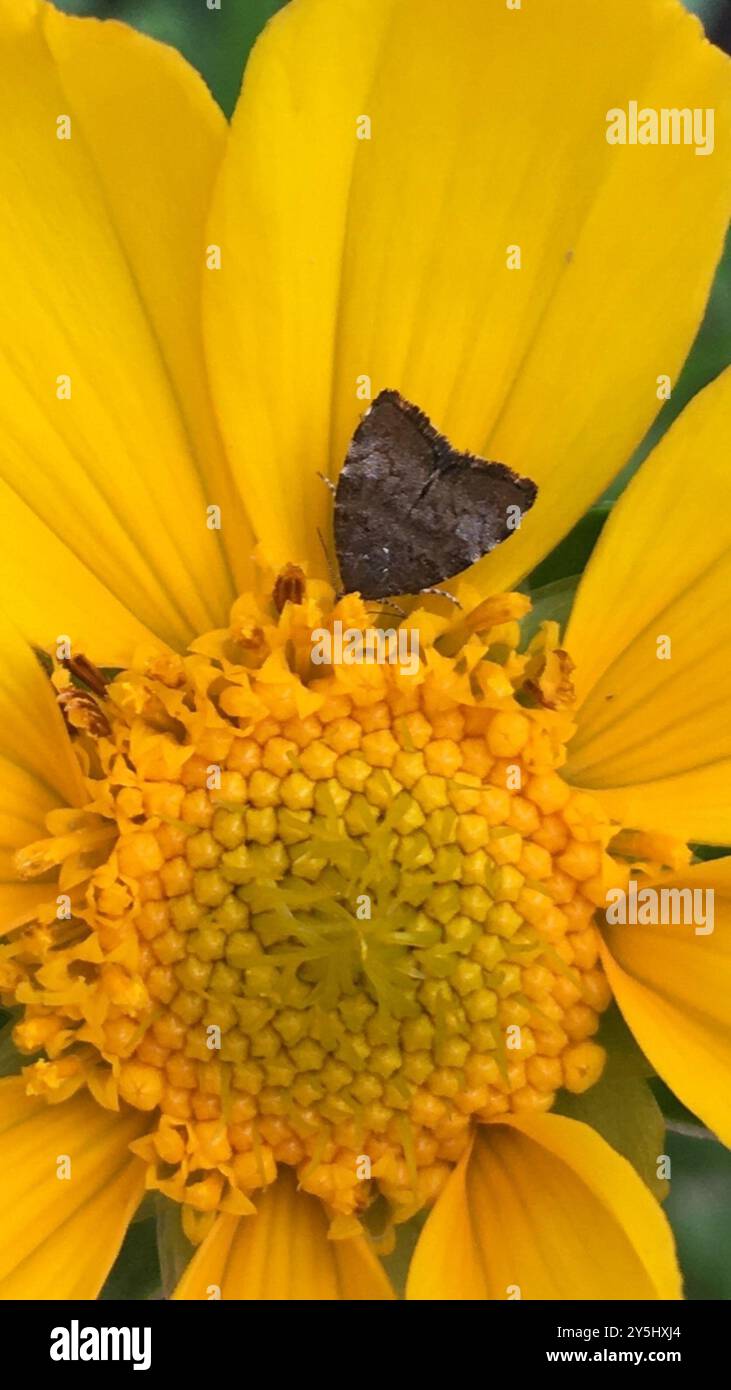 Apple Leaf Skeletonizer Moth (Choreutis pariana) Insecta Stock Photo ...
