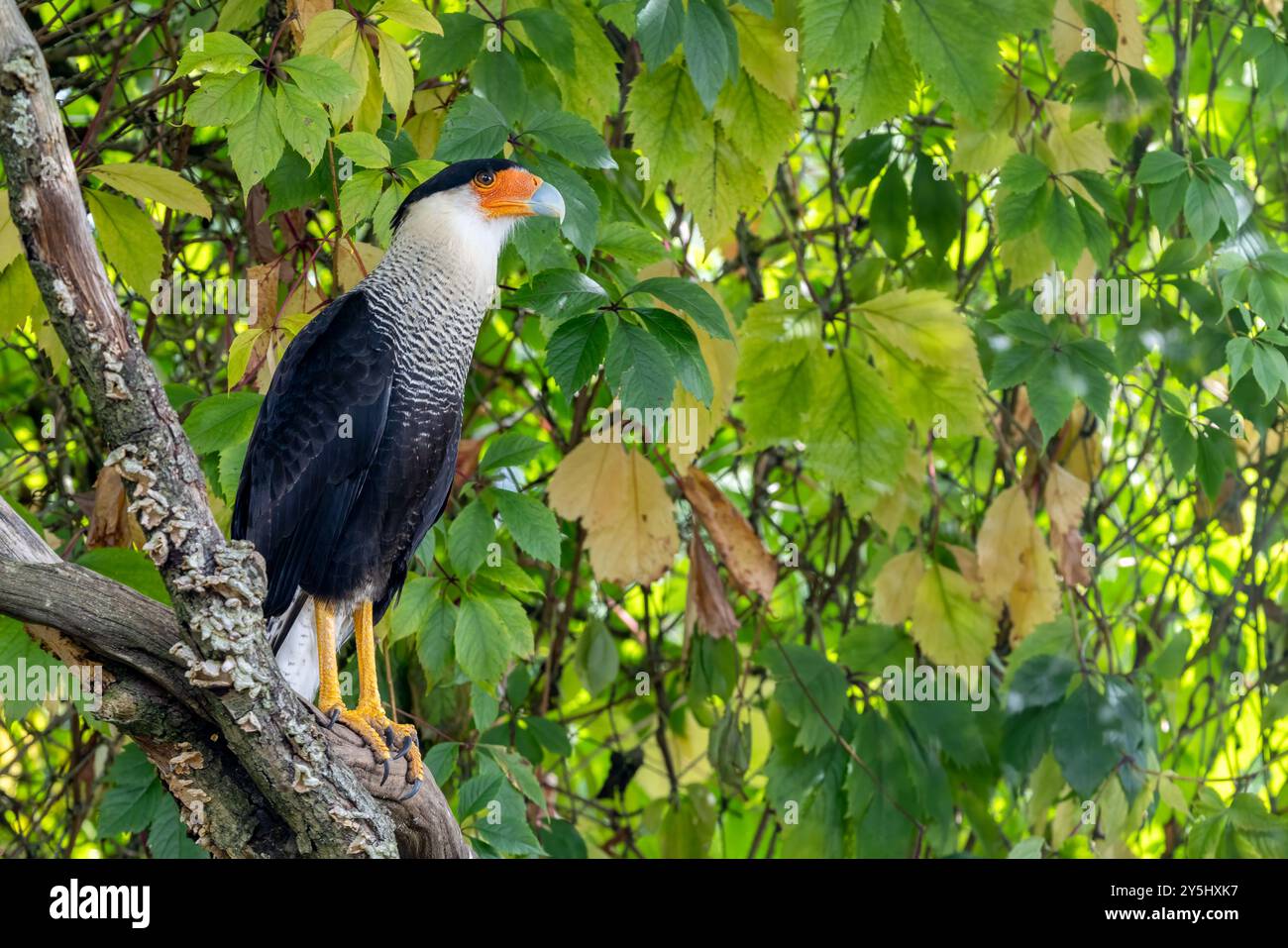 A crested caracara, Caracara plancus, or Mexican eagle. A bird of prey ...