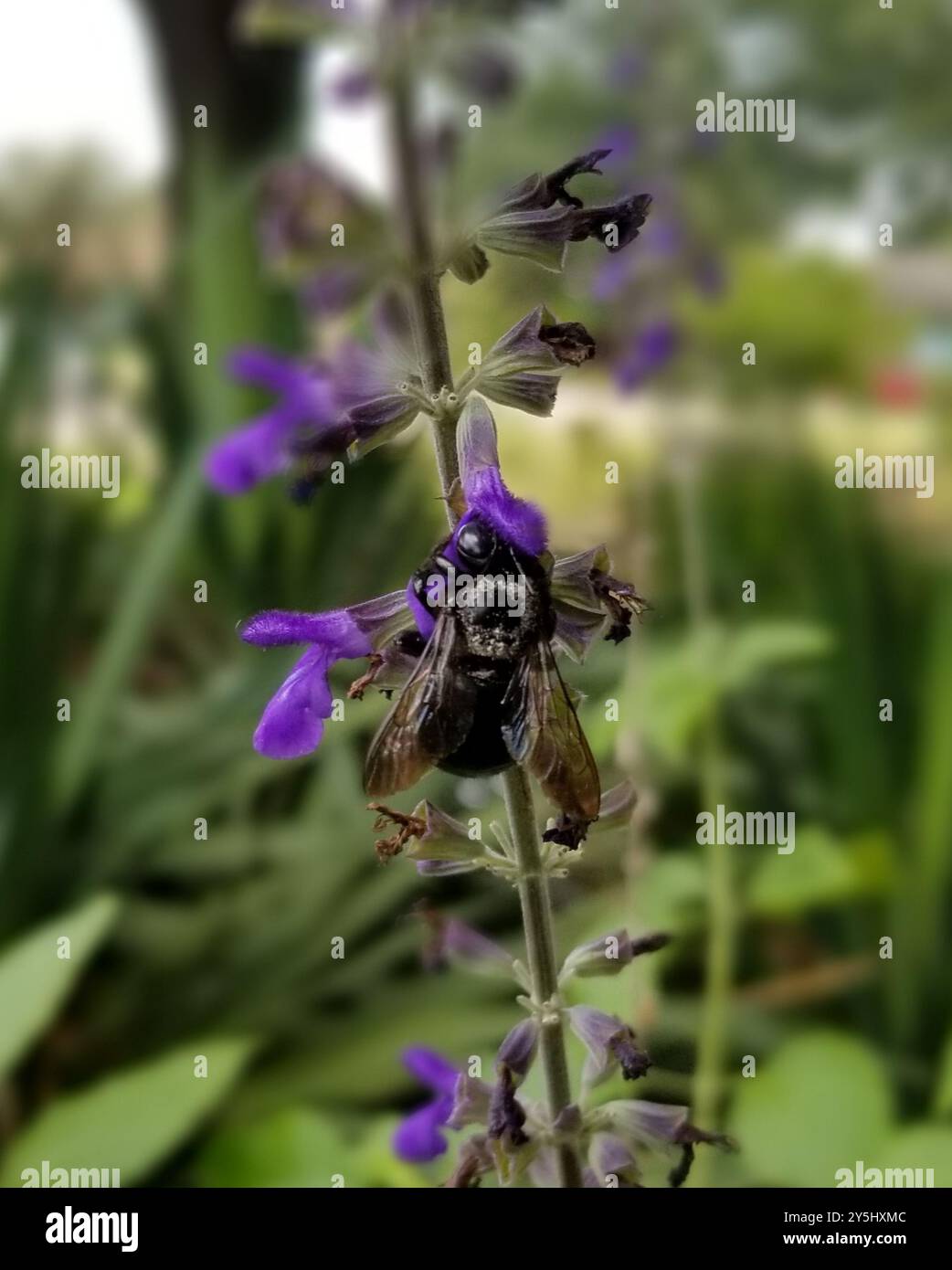 Eastern Carpenter Bee (Xylocopa virginica) Insecta Stock Photo - Alamy