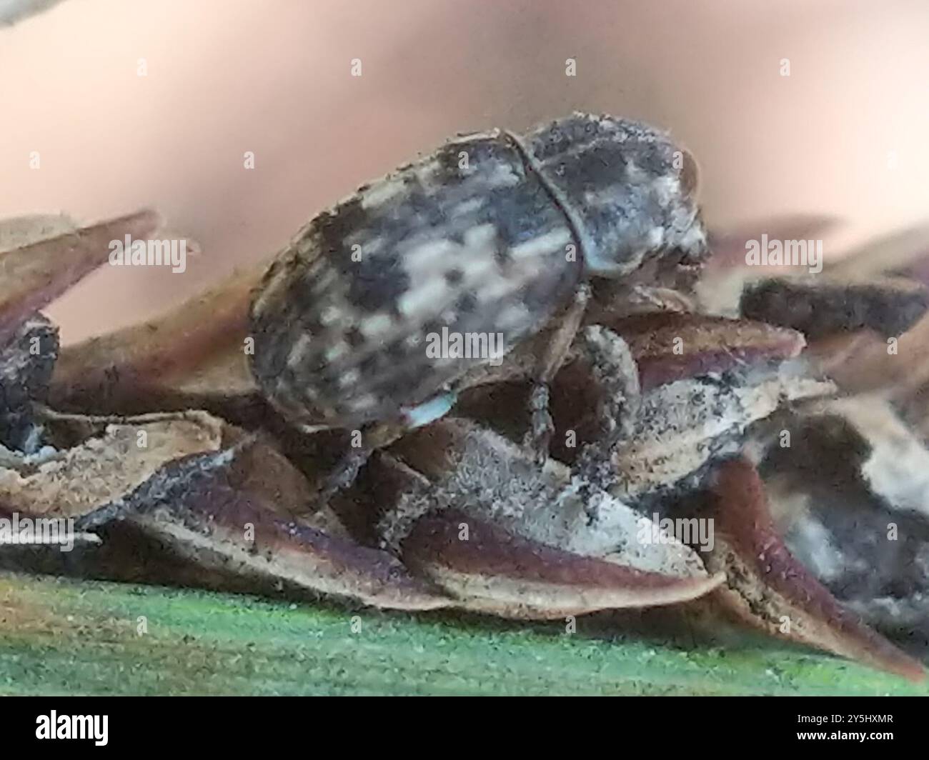 Fungus Weevils (Anthribidae) Insecta Stock Photo - Alamy