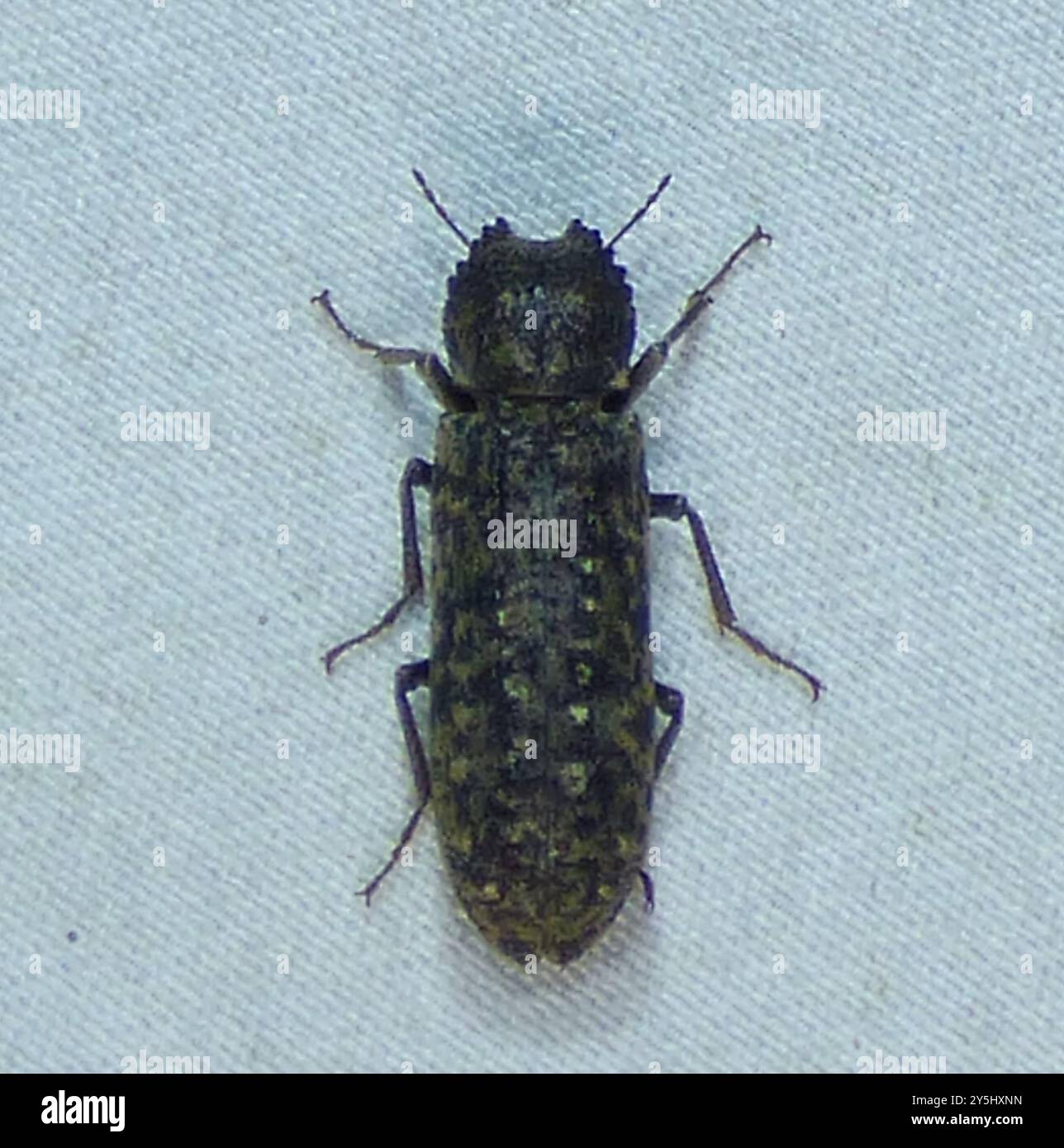 Two-horned Powder-post Beetle (Lichenophanes bicornis) Insecta Stock ...