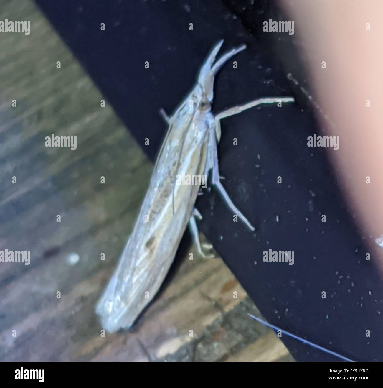 Sod Webworm Moth (Pediasia trisecta) Insecta Stock Photo - Alamy
