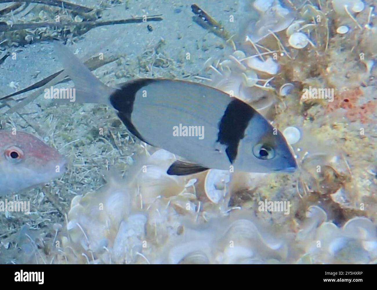 Common Two-banded Seabream (Diplodus vulgaris) Actinopterygii Stock ...