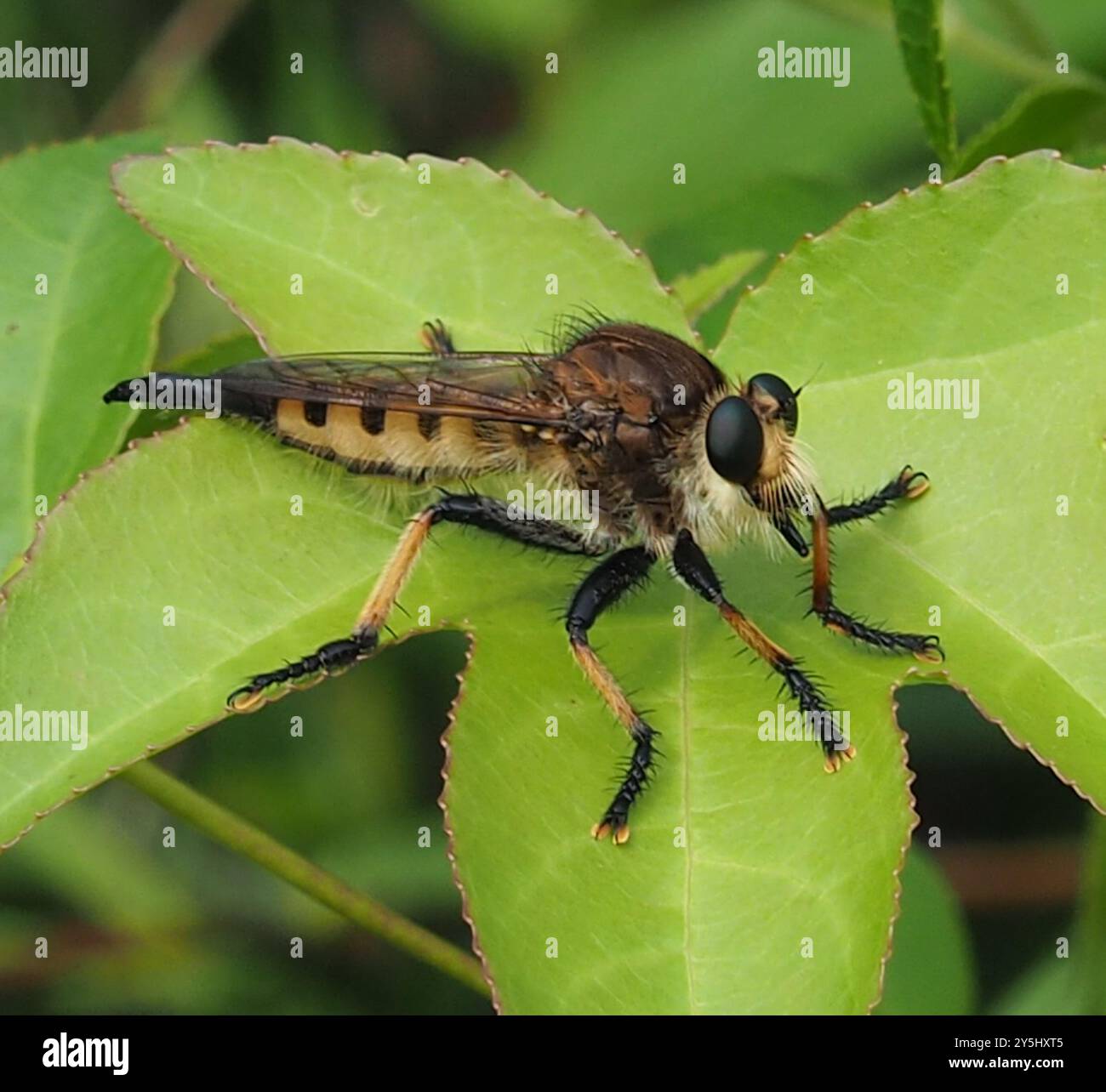 Red-footed Cannibal Fly (Promachus rufipes) Insecta Stock Photo - Alamy