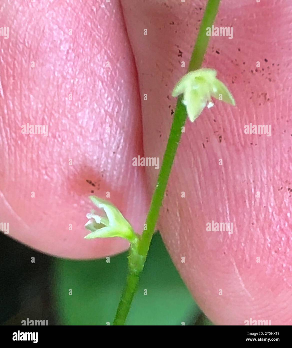 American jumpseed (Persicaria virginiana) Plantae Stock Photo - Alamy