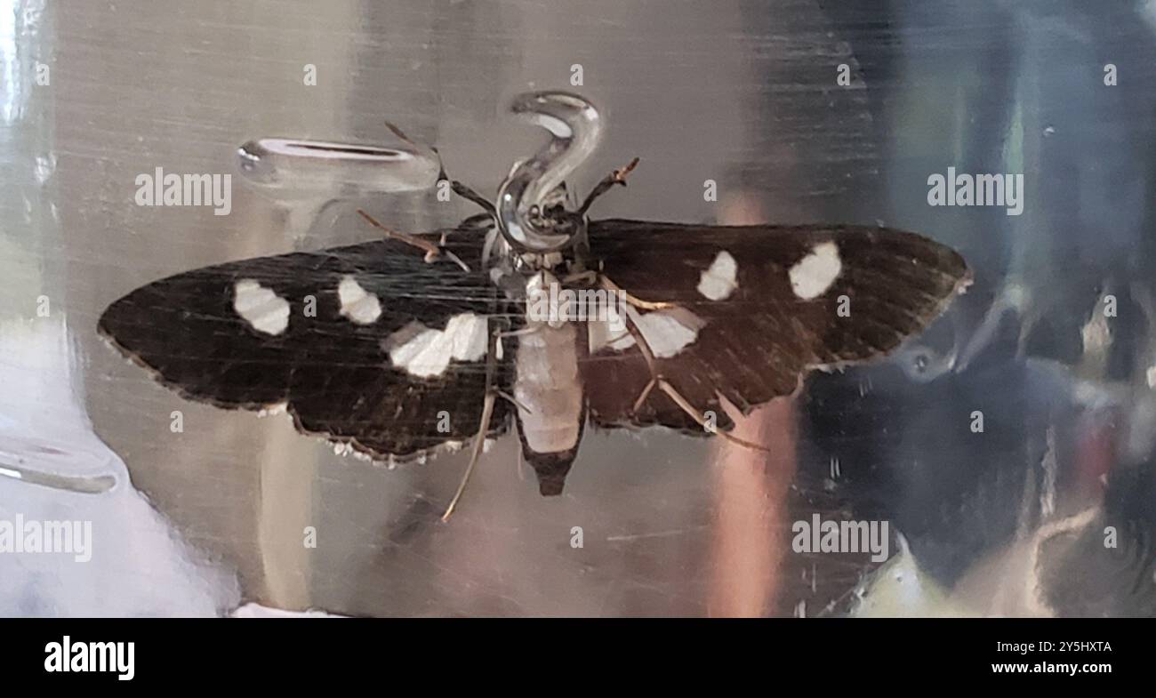 Grape Leaffolder Moth (Desmia funeralis) Insecta Stock Photo - Alamy