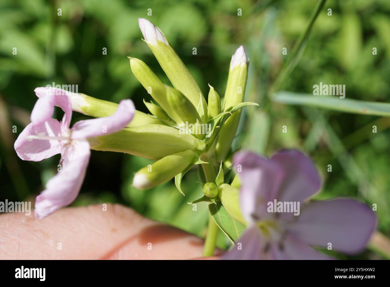 common soapwort (Saponaria officinalis) Plantae Stock Photo - Alamy