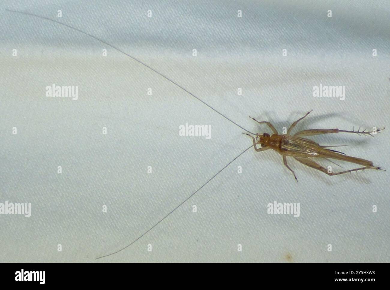 Brown Sword-tail Crickets (Anaxipha) Insecta Stock Photo - Alamy
