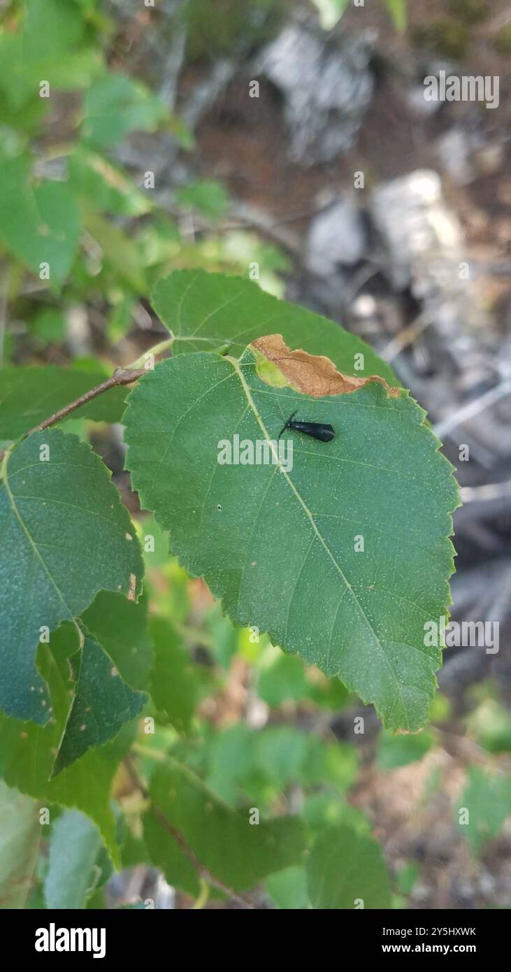 Black Dancer Caddisfly (Mystacides sepulchralis) Insecta Stock Photo ...