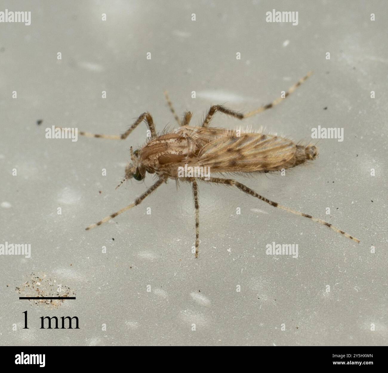 (Chaoborus punctipennis) Insecta Stock Photo - Alamy