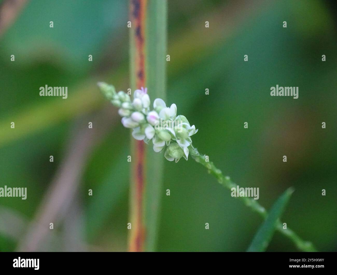 Whorled Milkwort (Senega verticillata) Plantae Stock Photo - Alamy