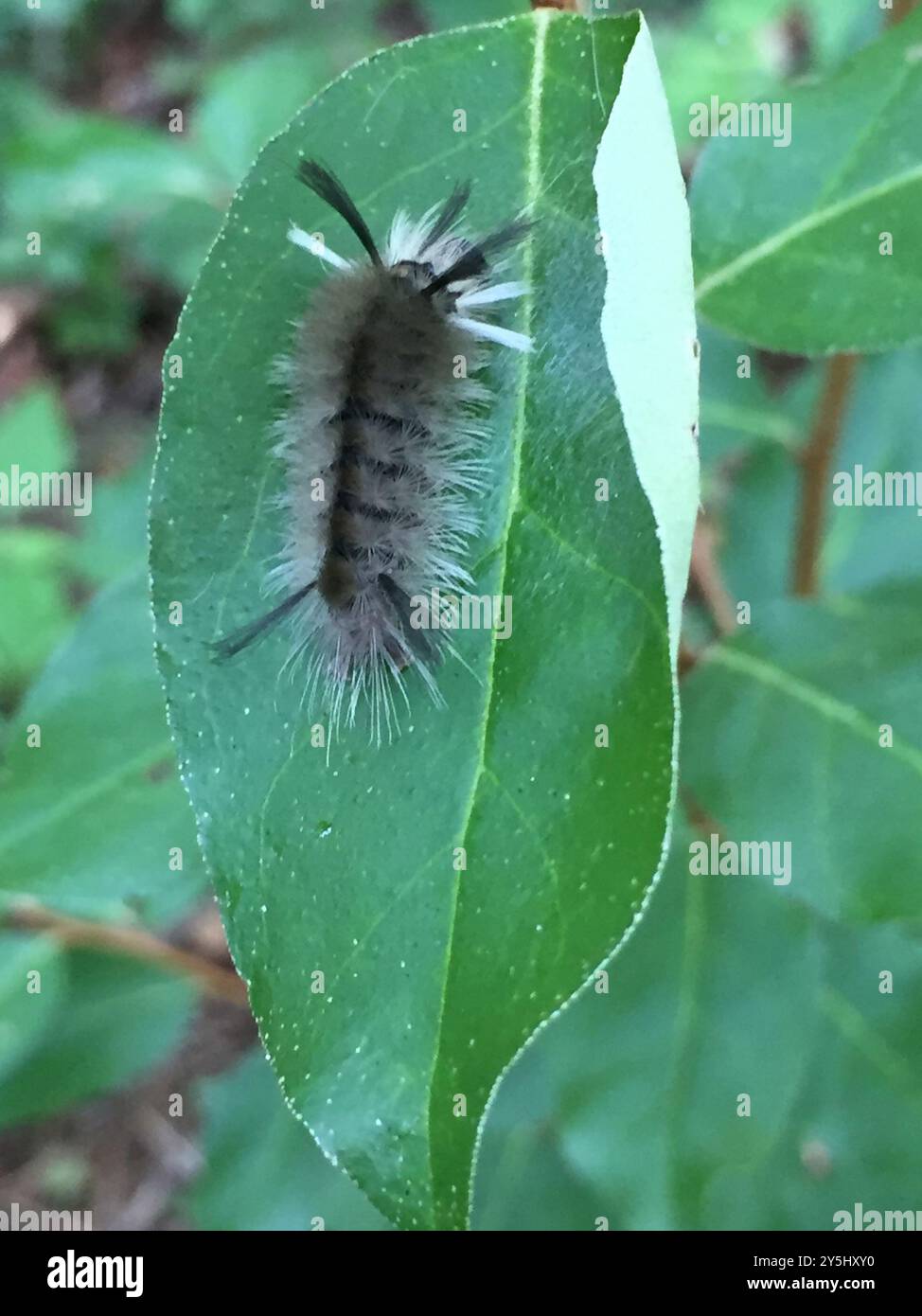 Banded Tussock Moth (Halysidota tessellaris) Insecta Stock Photo - Alamy