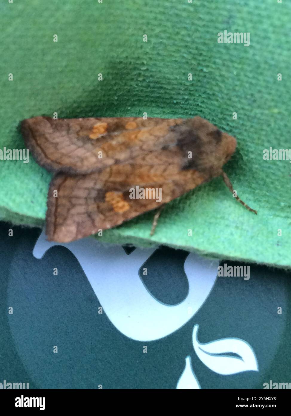 Ear Moths (Amphipoea) Insecta Stock Photo - Alamy