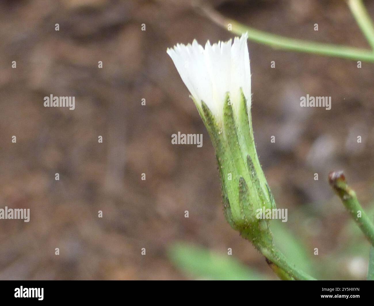 white hawkweed (Hieracium albiflorum) Plantae Stock Photo - Alamy