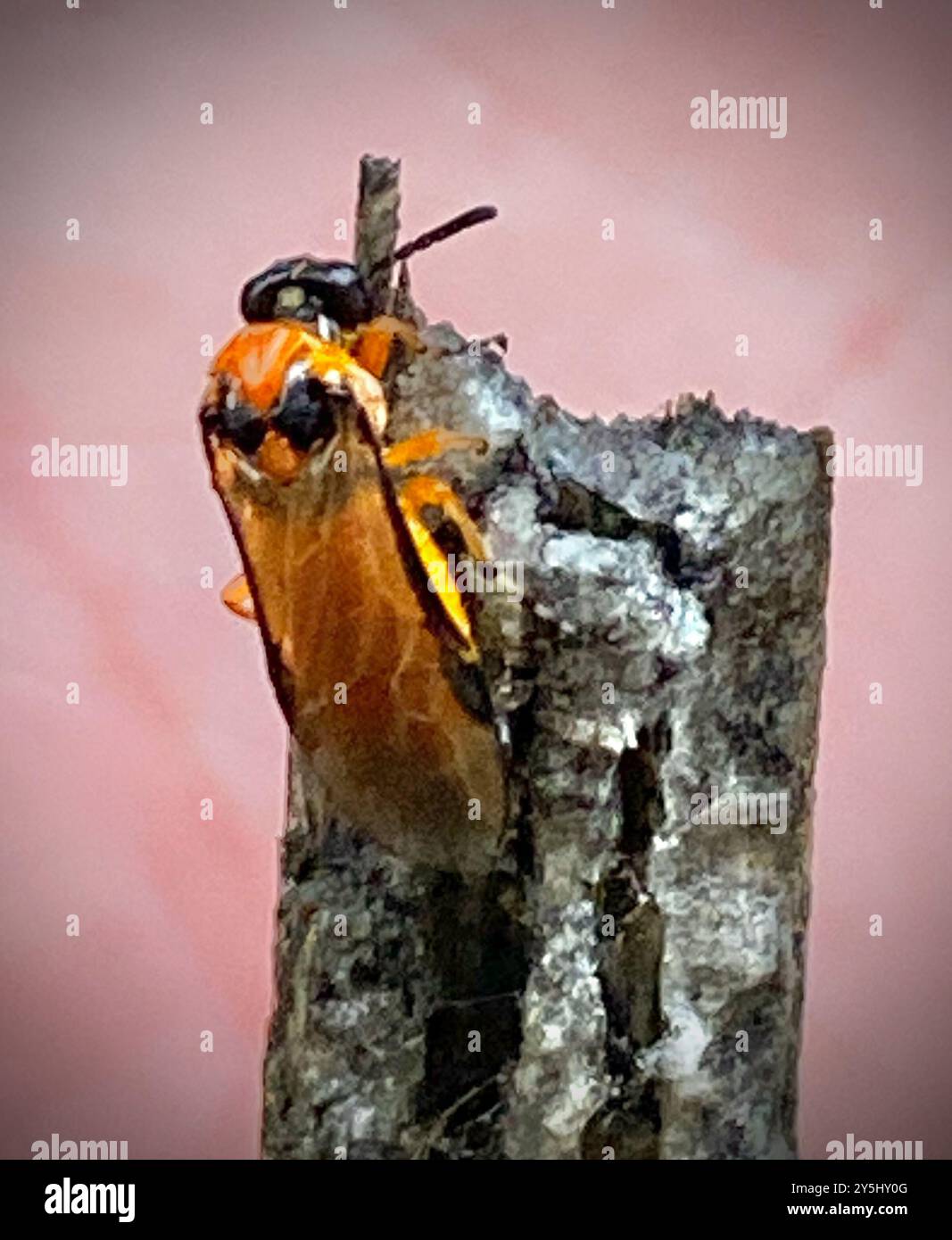 Turnip Sawfly (Athalia rosae) Insecta Stock Photo - Alamy