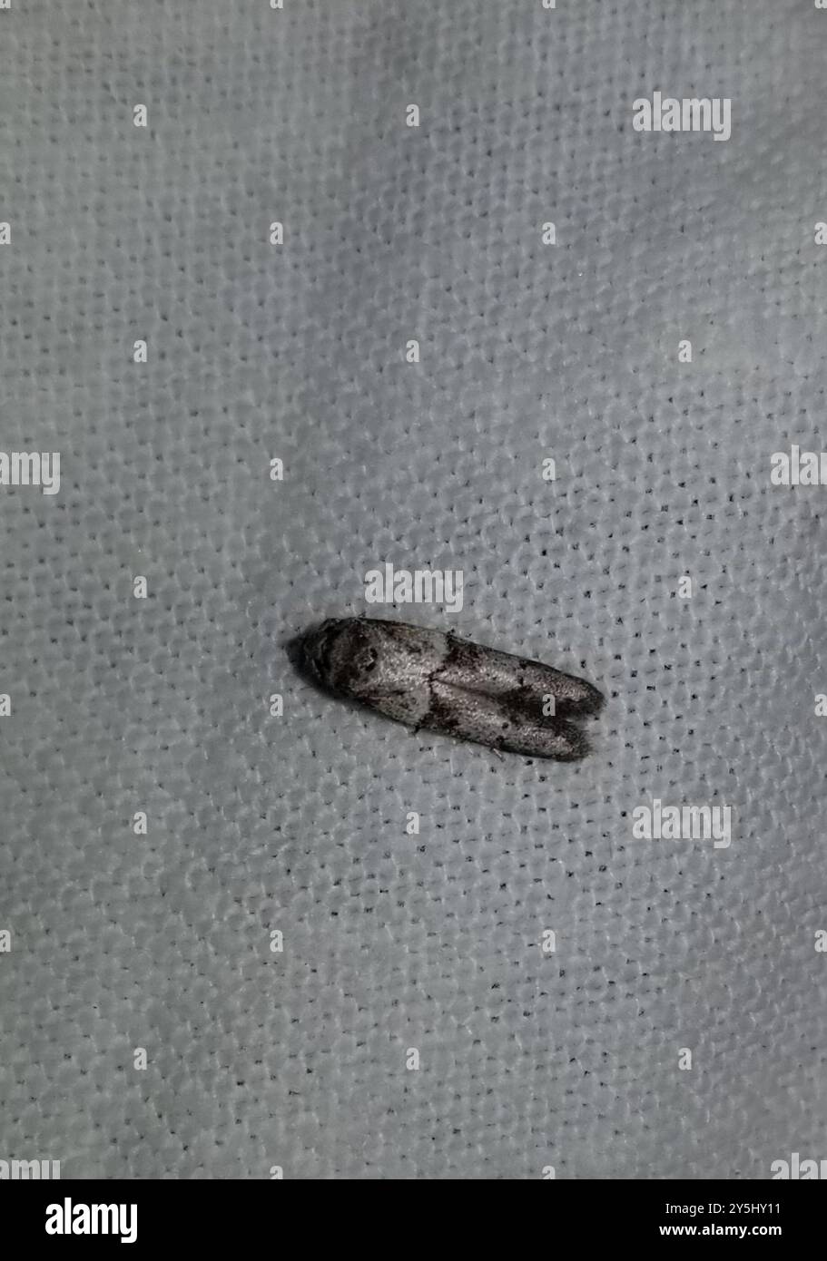 Acorn Moth (Blastobasis glandulella) Insecta Stock Photo - Alamy