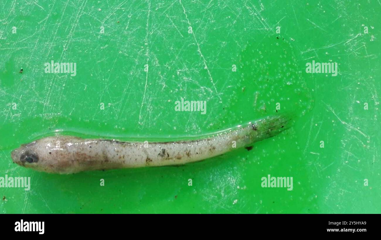 Gobies and allies (Gobioidei) Actinopterygii Stock Photo - Alamy