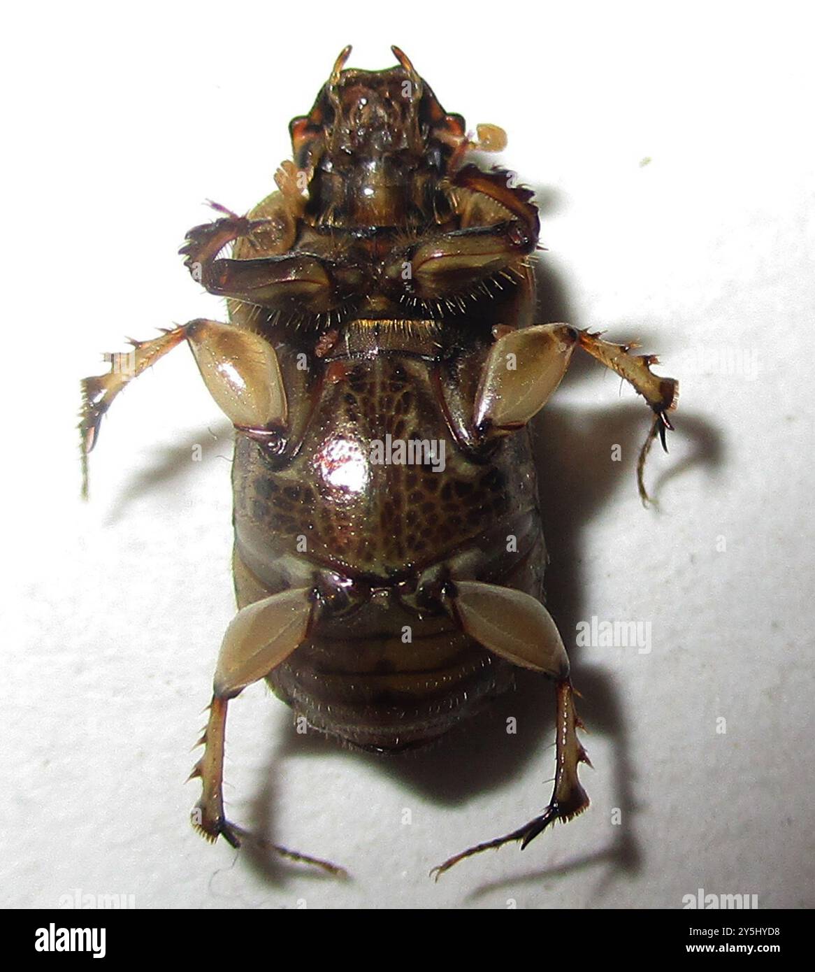 Northern Sandy Dung Beetle (Euoniticellus intermedius) Insecta Stock ...