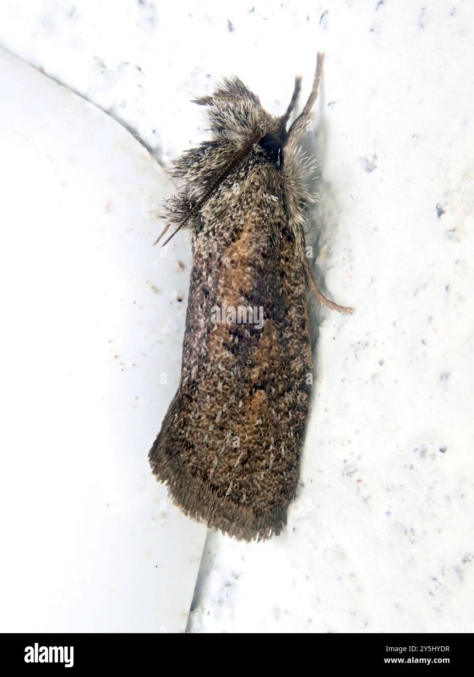 Fungus Moths, Clothes Moths, & Allies (Tineidae) Insecta Stock Photo ...