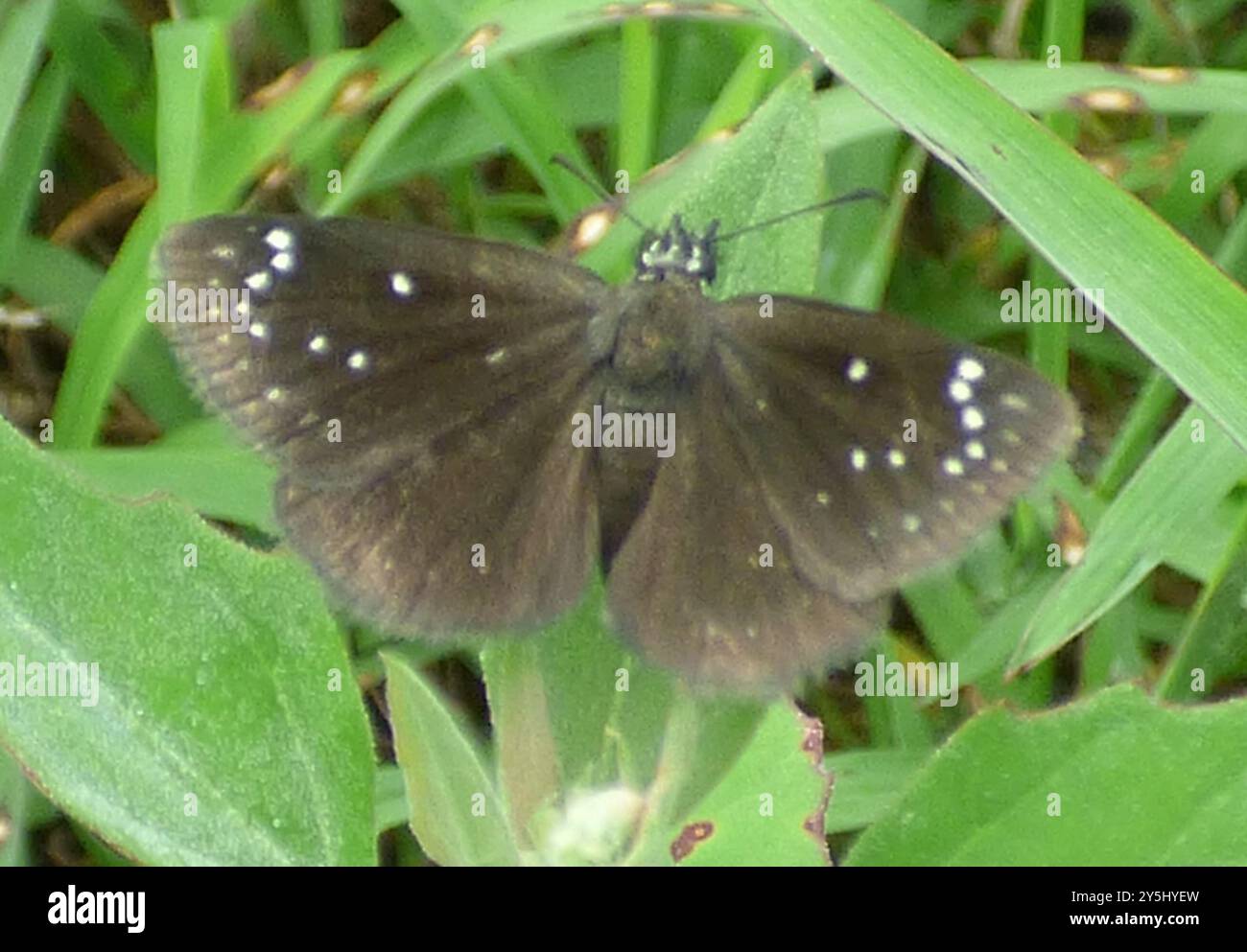 Common Sootywing (Pholisora catullus) Insecta Stock Photo - Alamy