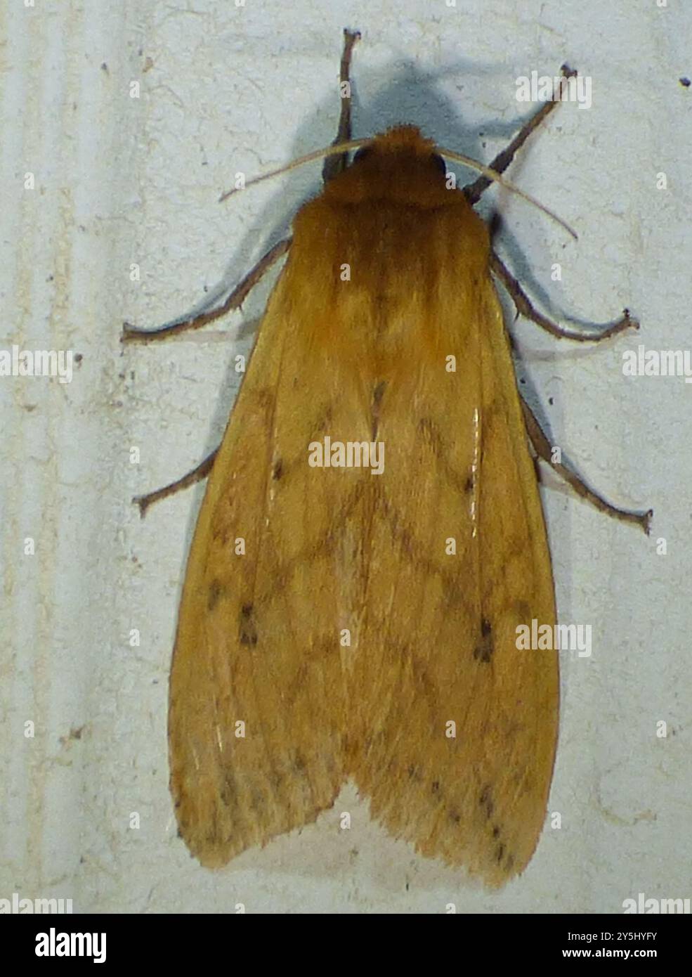 Isabella Tiger Moth (Pyrrharctia isabella) Insecta Stock Photo - Alamy