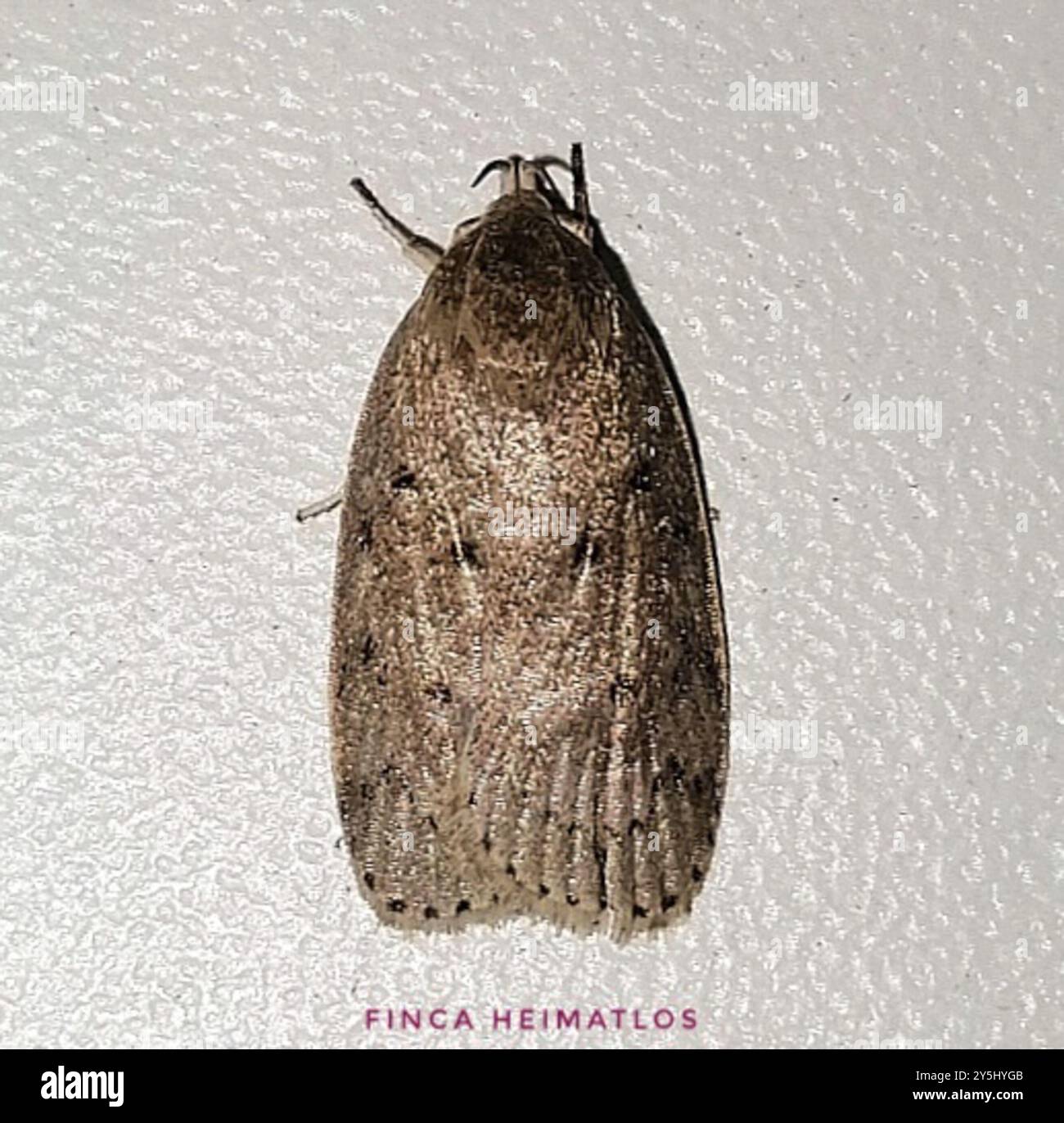 Flat-bodied moths (Depressariidae) Insecta Stock Photo - Alamy