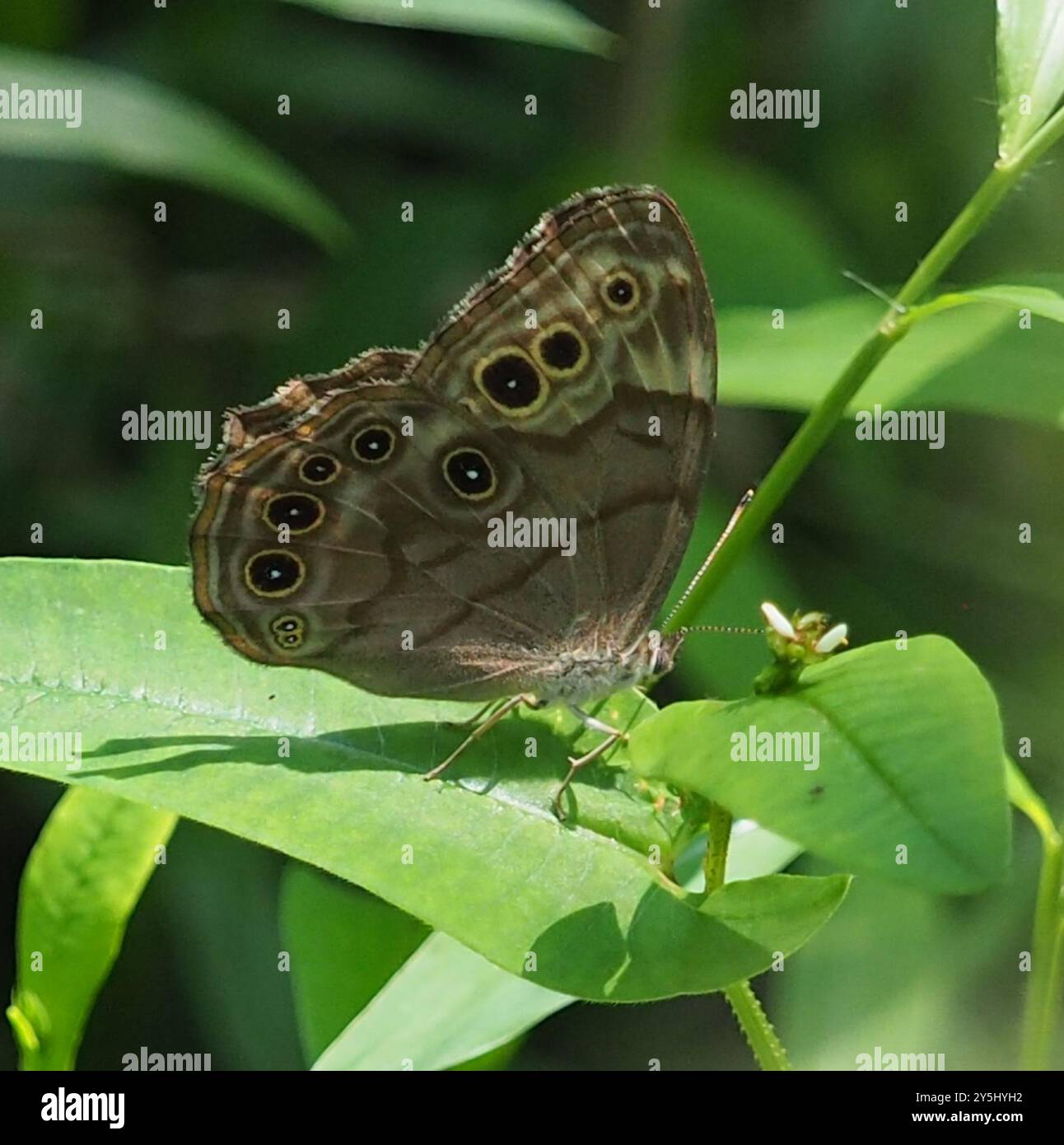 Northern Pearly-eye (Lethe anthedon) Insecta Stock Photo - Alamy