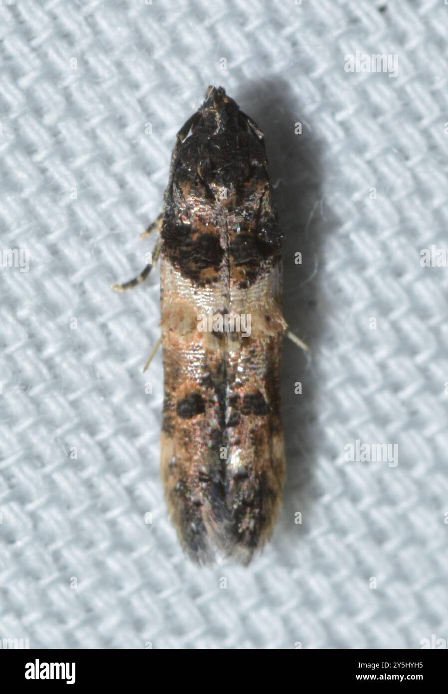 Sweet Clover Root Borer Moth (Walshia miscecolorella) Insecta Stock ...