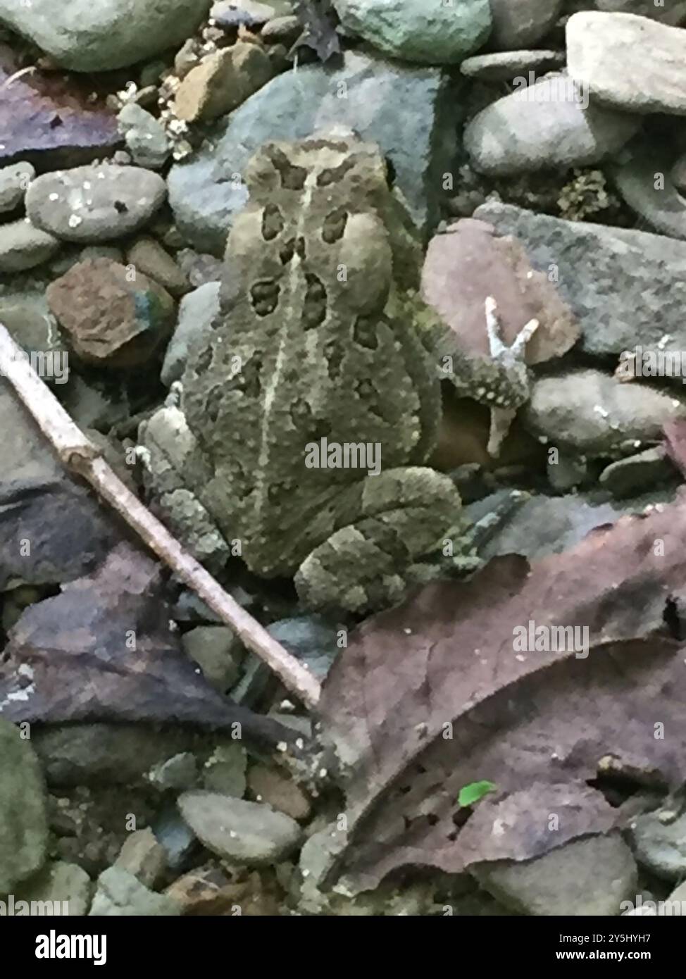 Fowler's Toad (Anaxyrus fowleri) Amphibia Stock Photo - Alamy