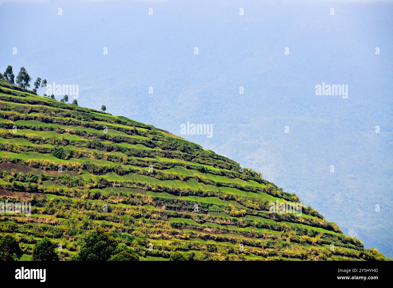 A teracced hillside in Kisoro Uganda Stock Photo - Alamy