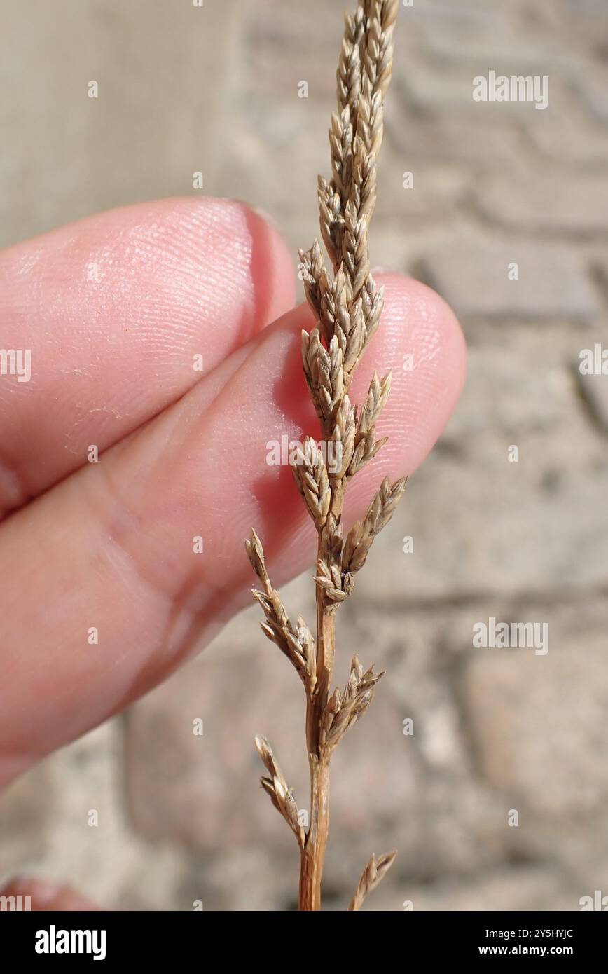Fern-grass (Catapodium rigidum) Plantae Stock Photo - Alamy