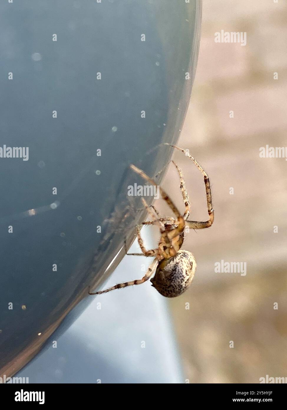 Silver-sided Sector Spider (Zygiella x-notata) Arachnida Stock Photo ...