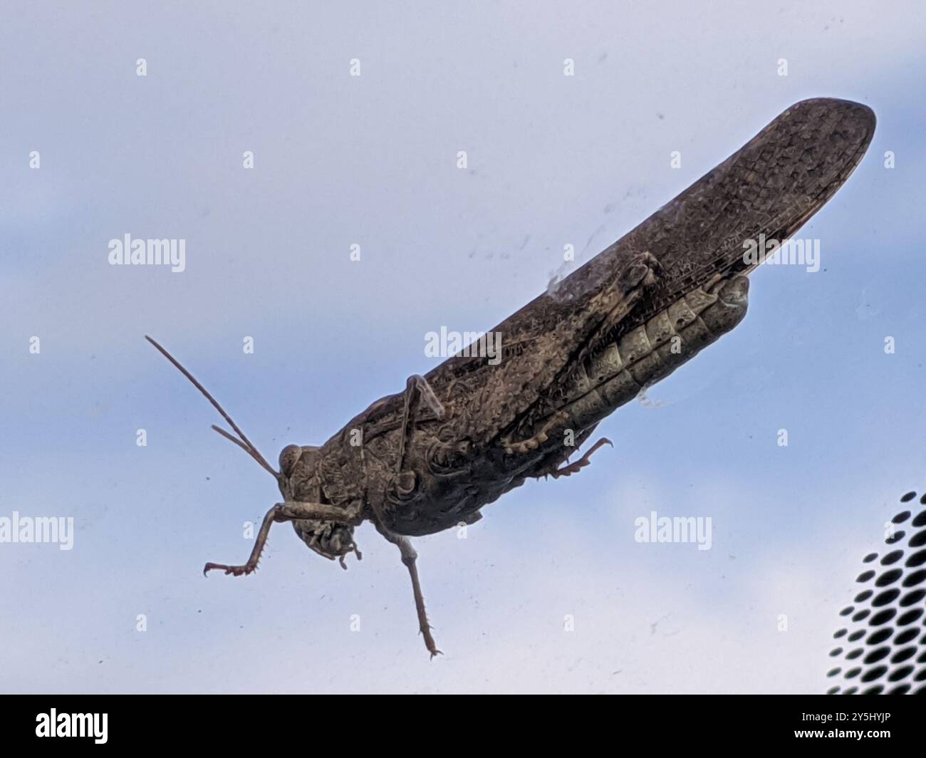 Carolina Grasshopper (Dissosteira carolina) Insecta Stock Photo - Alamy
