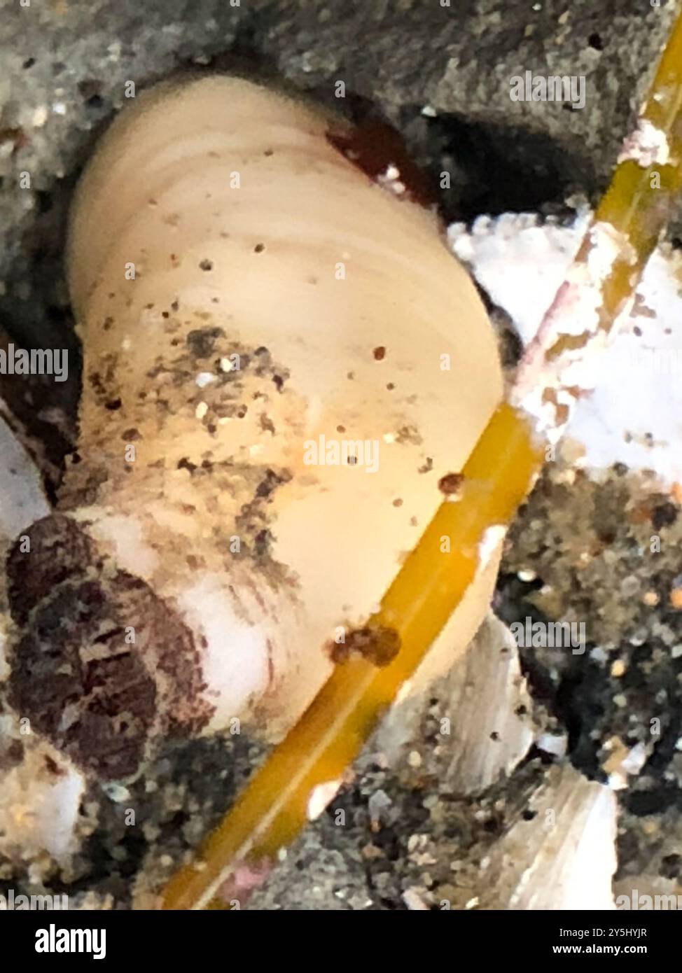 Scale-sided Piddock (Parapholas californica) Mollusca Stock Photo - Alamy