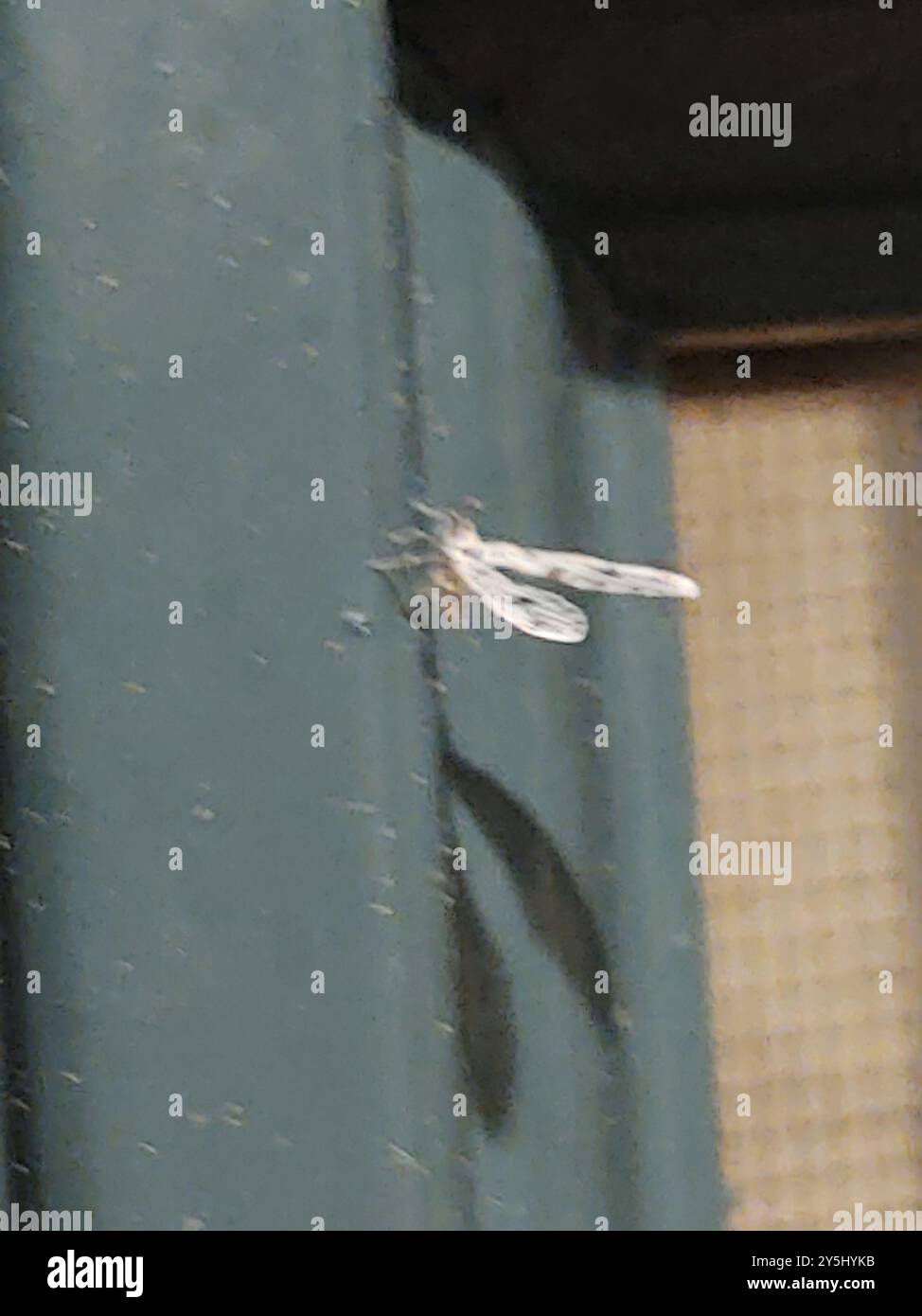 Harti hi-res stock photography and images - Alamy