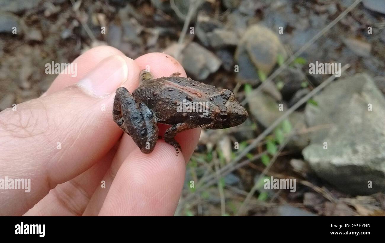 Northern Cricket Frog (Acris crepitans) Amphibia Stock Photo - Alamy