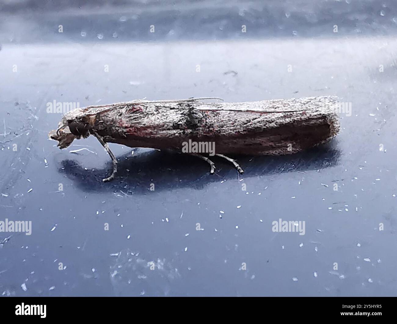 Spindle Knot-horn (Nephopterix angustella) Insecta Stock Photo - Alamy