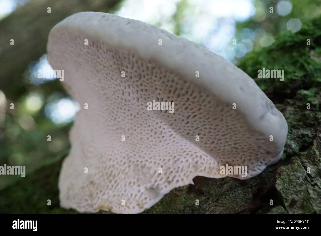 Thin-walled Maze Polypore (Daedaleopsis confragosa) Fungi Stock Photo ...