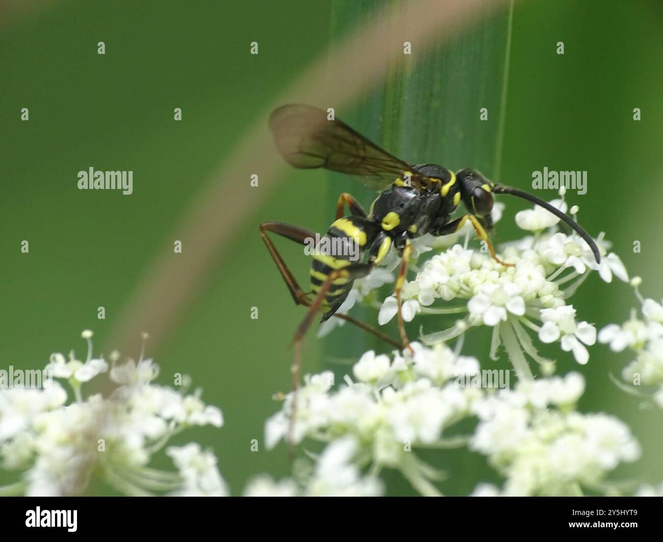 Spotted Cuckoo Spider Wasp (Ceropales maculata) Insecta Stock Photo - Alamy